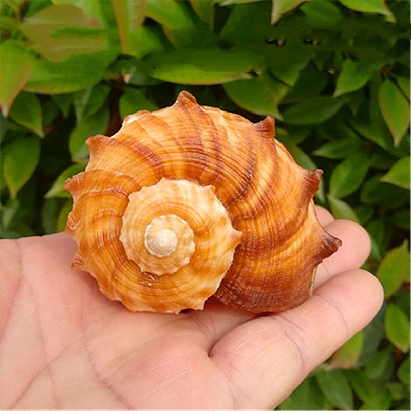 5pcs Natural conch shell right-handed spiral shellfish hermit crab ...