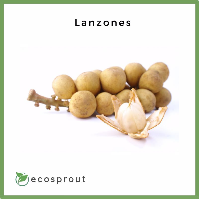 Fresh Lansones Native (Davao Longkong) | From 500g | Fresh Vegetables ...