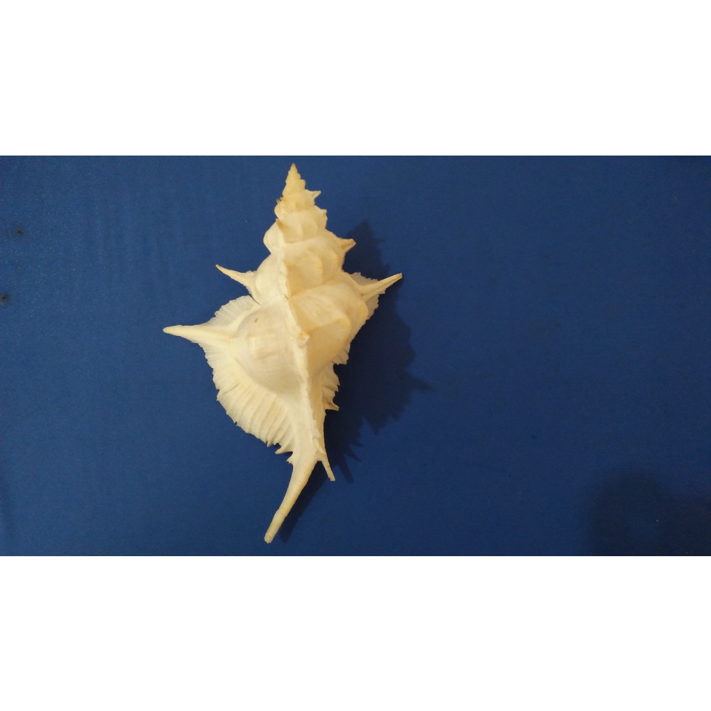 Seashell for collection- Siratus alabaster 147mm- RARE!!! Rare murex ...