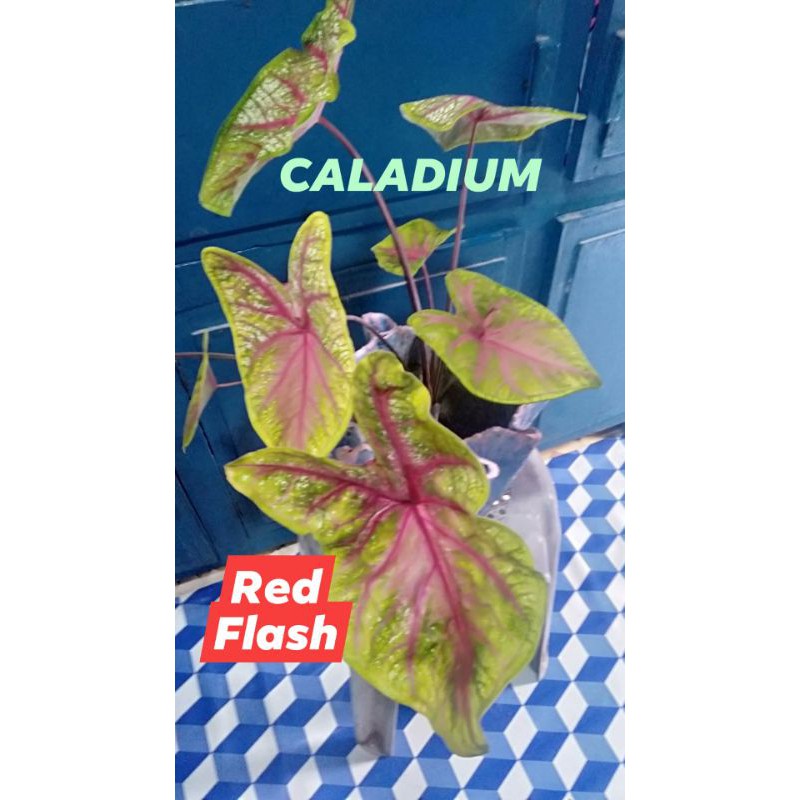 CALADIUM RED FLASH/LIVE PLANT (Small-Medium-Big). | Shopee Philippines