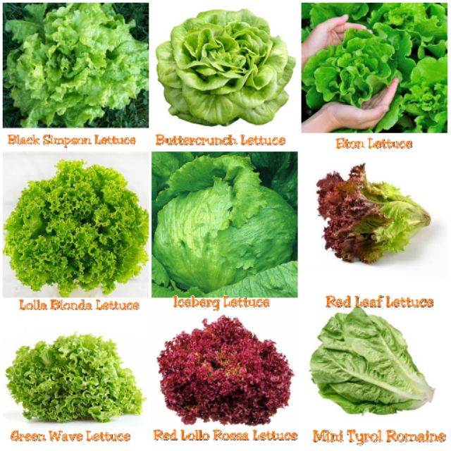LEAFY VEGETABLES KIT | Shopee Philippines
