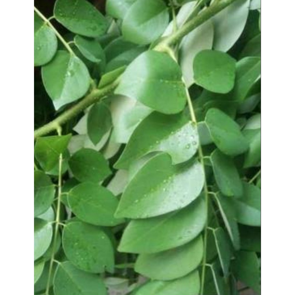 madre de cacao leaves 100 stems | Shopee Philippines