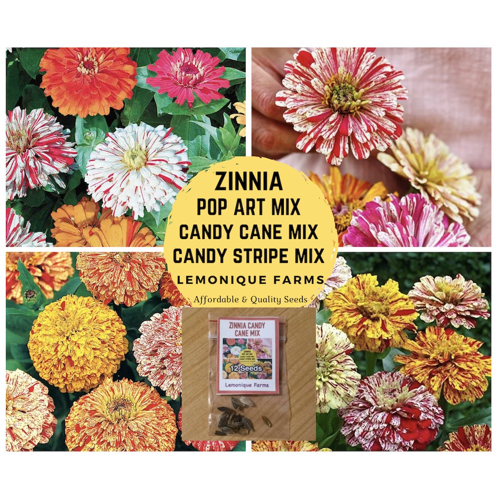 Candy Cane Zinnia Mix | Shopee Philippines