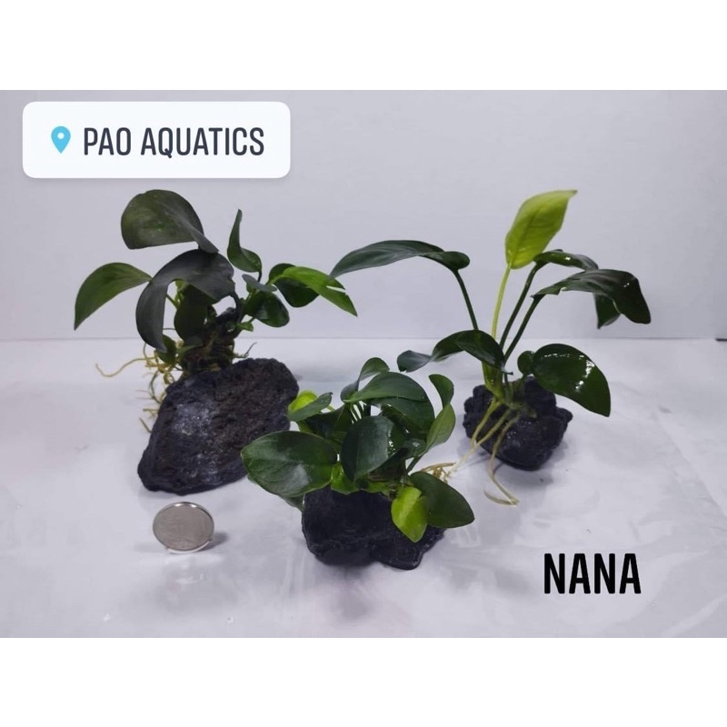Anubias and ferns lowtech aquatic / java fern / windolev fern | Shopee ...