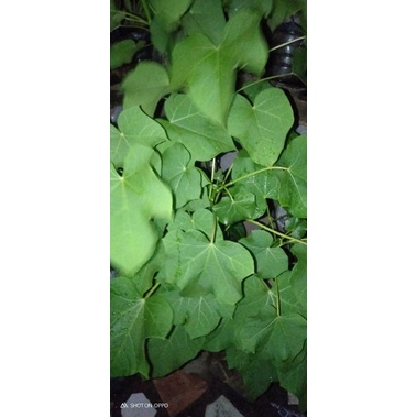 Tuba-Tuba Medicinal stable/cut stem/leaves. | Shopee Philippines
