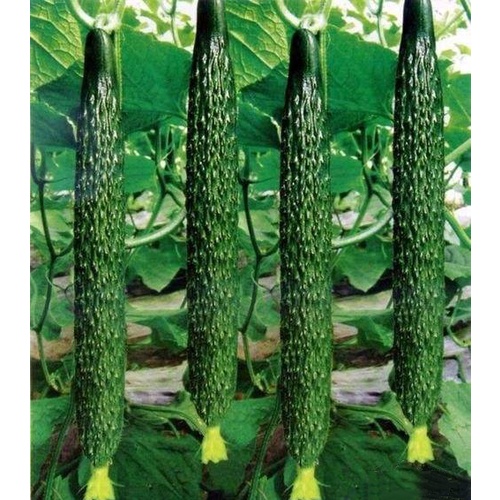 M&A PHC (40 Seeds) Vegetable Cucumber/Pipino Poinsett Packed Seeds/Long ...