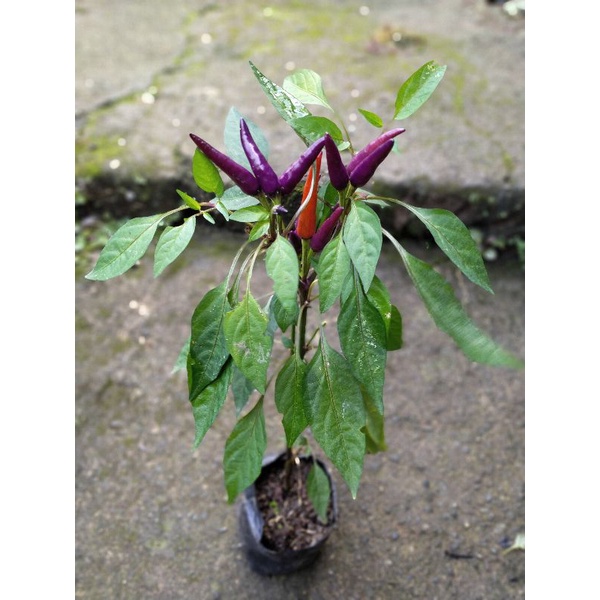 purple sili (medium size) | Shopee Philippines