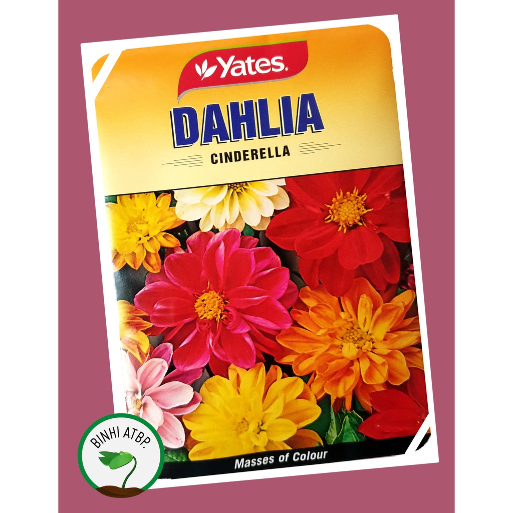 Yates Dahlia Cinderella Flower Seeds | Shopee Philippines