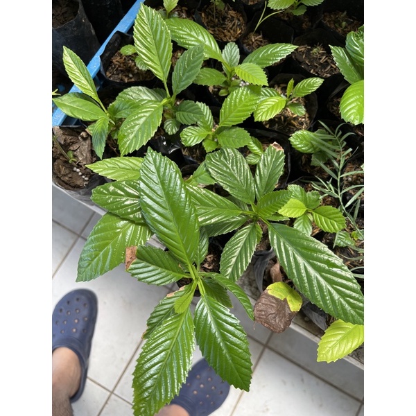 Dillenia Philippinensis Katmon Philippine Native | Shopee Philippines
