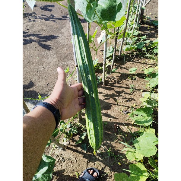 Patola Seeds (bilidan) 20 seeds/pack | Shopee Philippines