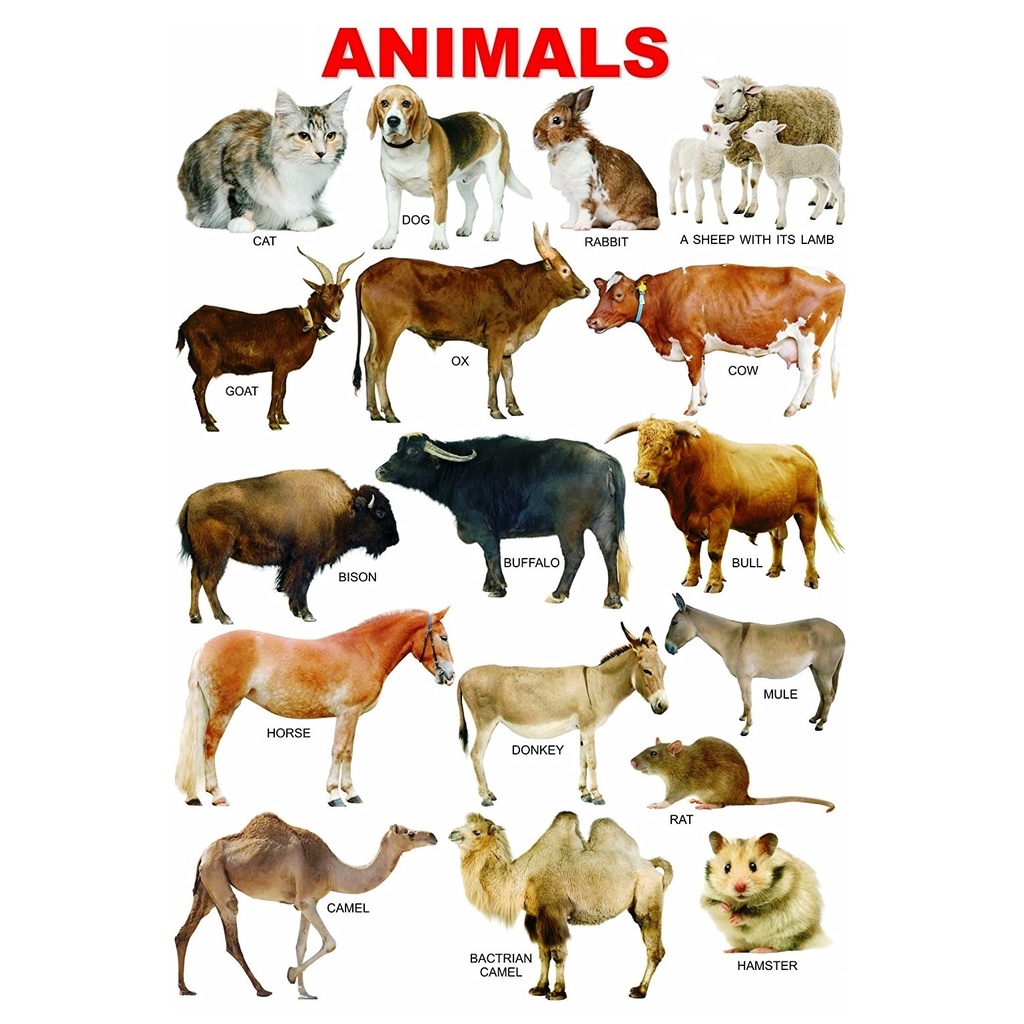 ANIMALS POSTERS, Animals Charts, Laminated Educational chart for kids ...