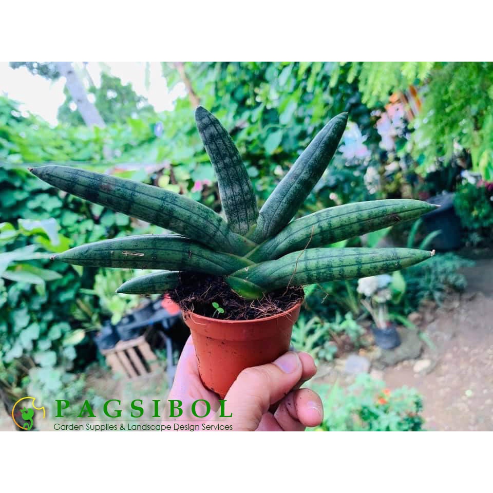 Sansevieria Boncel / Starfish Boncel (ESTABLISHED) | Shopee Philippines