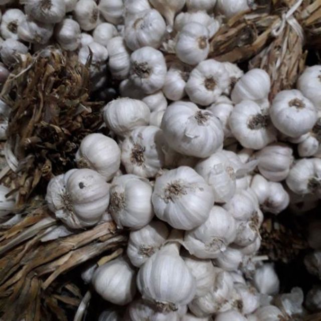 Garlic Ilocos (Fresh Bawang) | Shopee Philippines