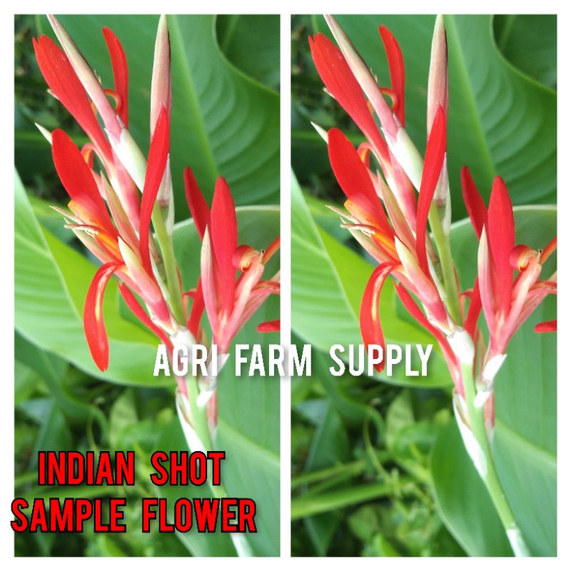Indian shot/canna plant/indoor & outdoor plant. | Shopee Philippines