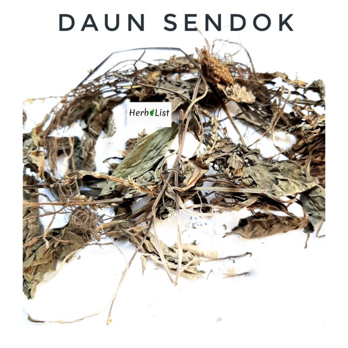 Dry Original Spoon Leaf - Whole Original Spoon Leaf - Ki urat 250gr (1 ...