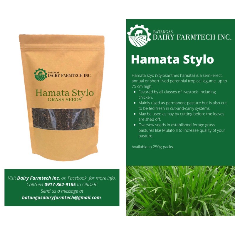 Stylo Hamata (Stylosanthes Hamata) 250g pack | Shopee Philippines