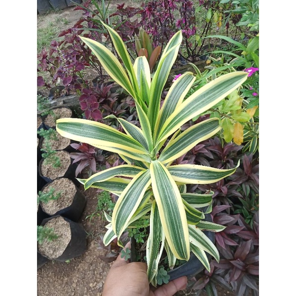Available Dracaena Fragans bring luck polybag seed ling | Shopee ...