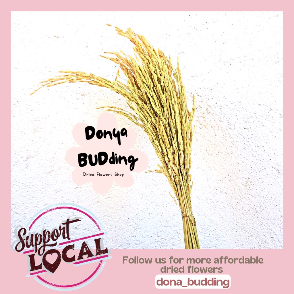 Dried Preserved Real Flowers | Dried Rice Grass or Palay Palay (Sold ...