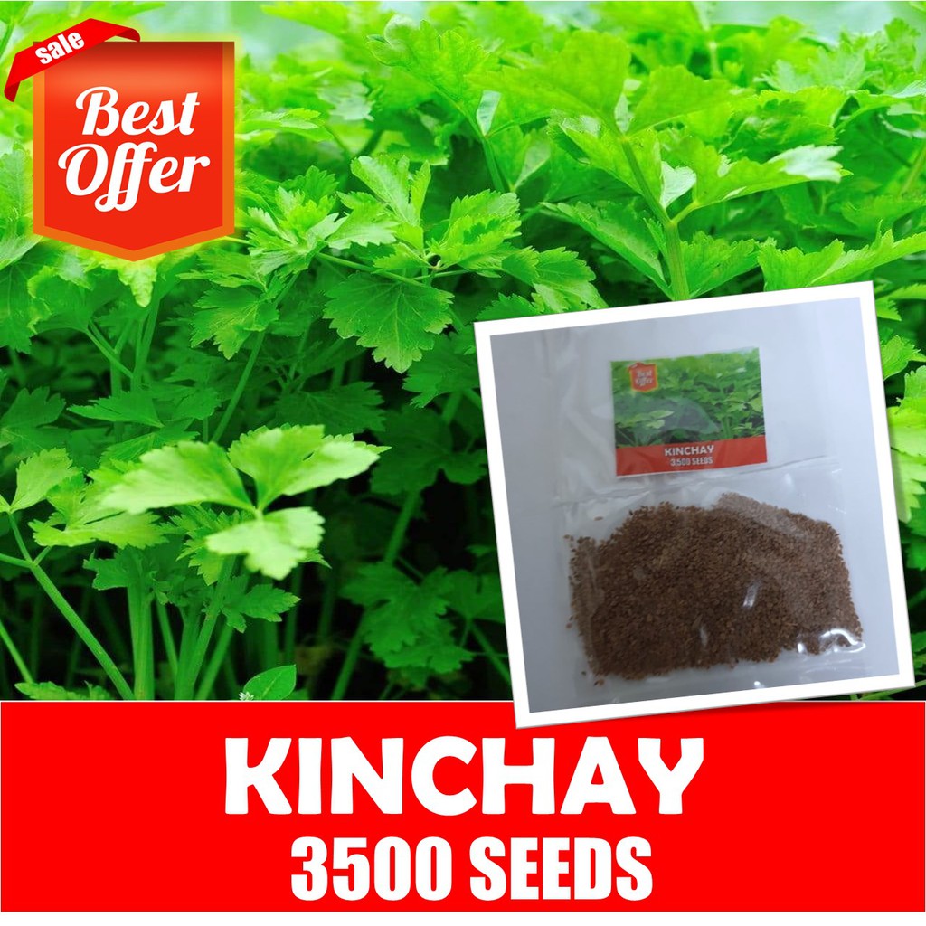 Kinchay - Herbs Seeds | Shopee Philippines