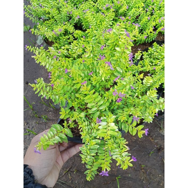 Available live plants for sale (Golden Copea) | Shopee Philippines