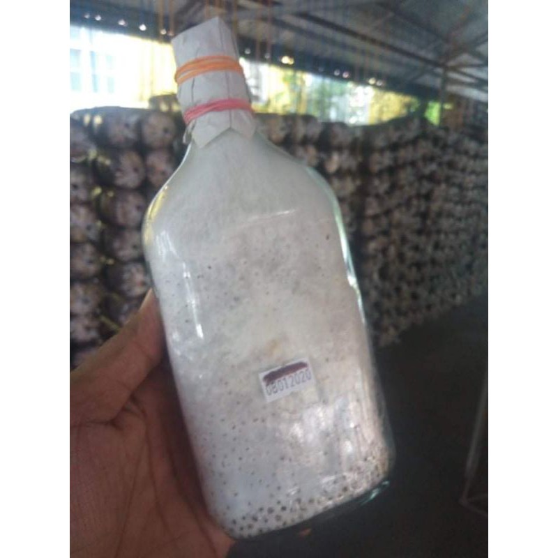 F0 Oyster Mushroom Spawn/Binhi (Mother Spawn) | Shopee Philippines