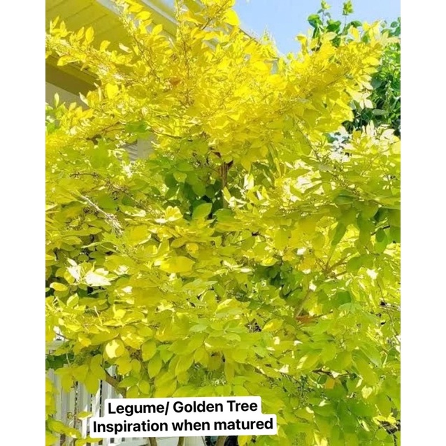 legume golden korean tree papua snowball GARDEN DECORATIONS | Shopee ...
