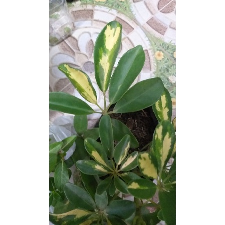 Schefflera Luseane Ivory (in nursery bag) | Shopee Philippines
