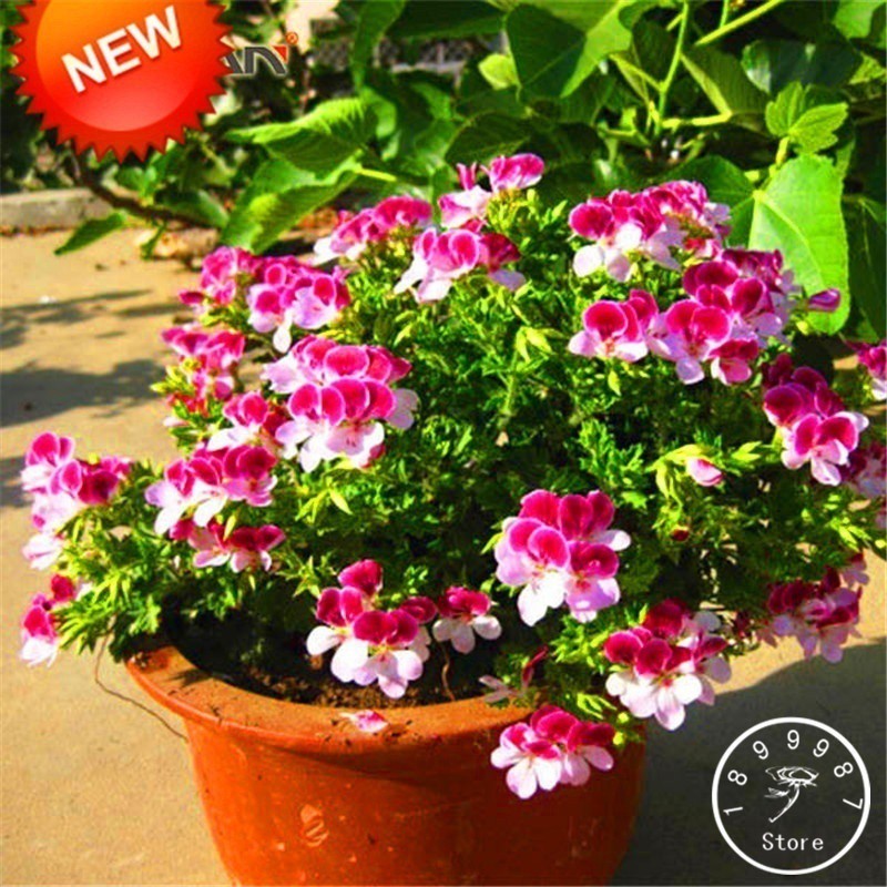 100 PCS/Bag Two-color Red White Univalve Geranium Seeds Perennial ...