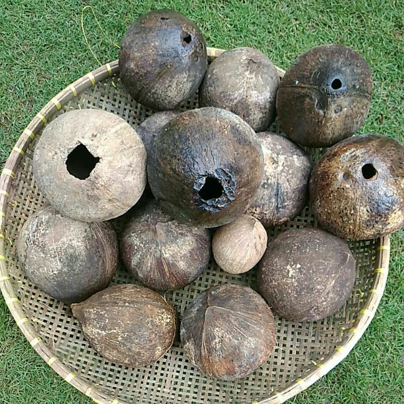 Whole coconut shells, whole coconut shells are clean | Shopee Philippines