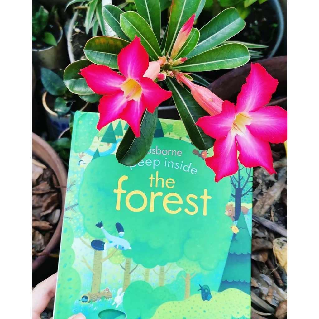 Peep Inside The Forest | Shopee Philippines