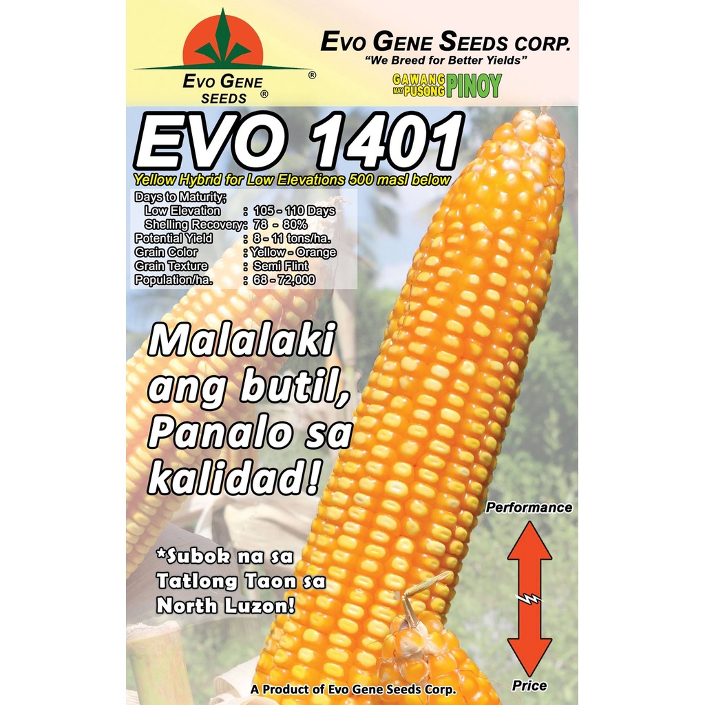 Evo 1401, 710 & Evo 9989 Corn Seed | Evogene | Shopee Philippines