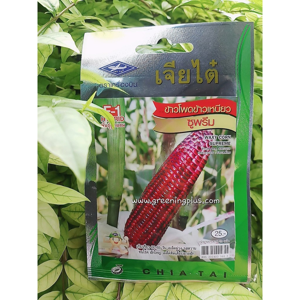 Supreme Glutinous Rice CORN WAXY Chiaut | Shopee Philippines
