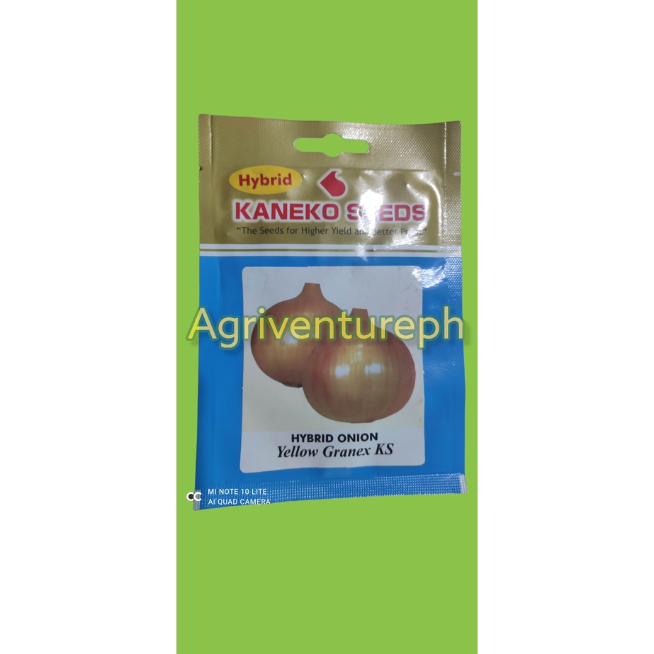 ONION YELLOW GRANEX (300 SEEDS) BY KANEKO SEEDS | Shopee Philippines
