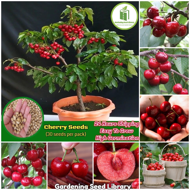 [Fast Grow] 30Pcs Cherry Seeds Sweet and Delicious Tropical Fruit Seeds ...