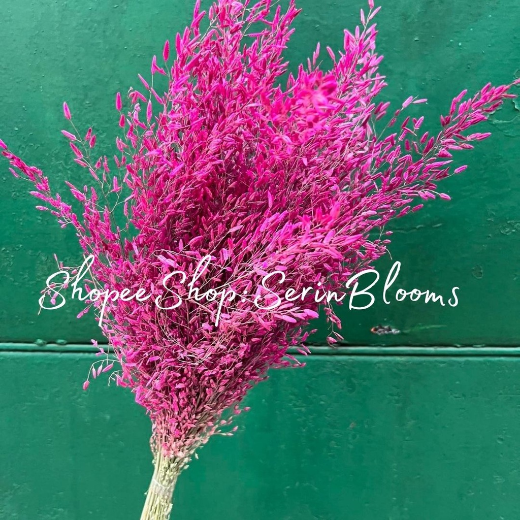 Local Dried Misty Grass sold per bundle | Shopee Philippines