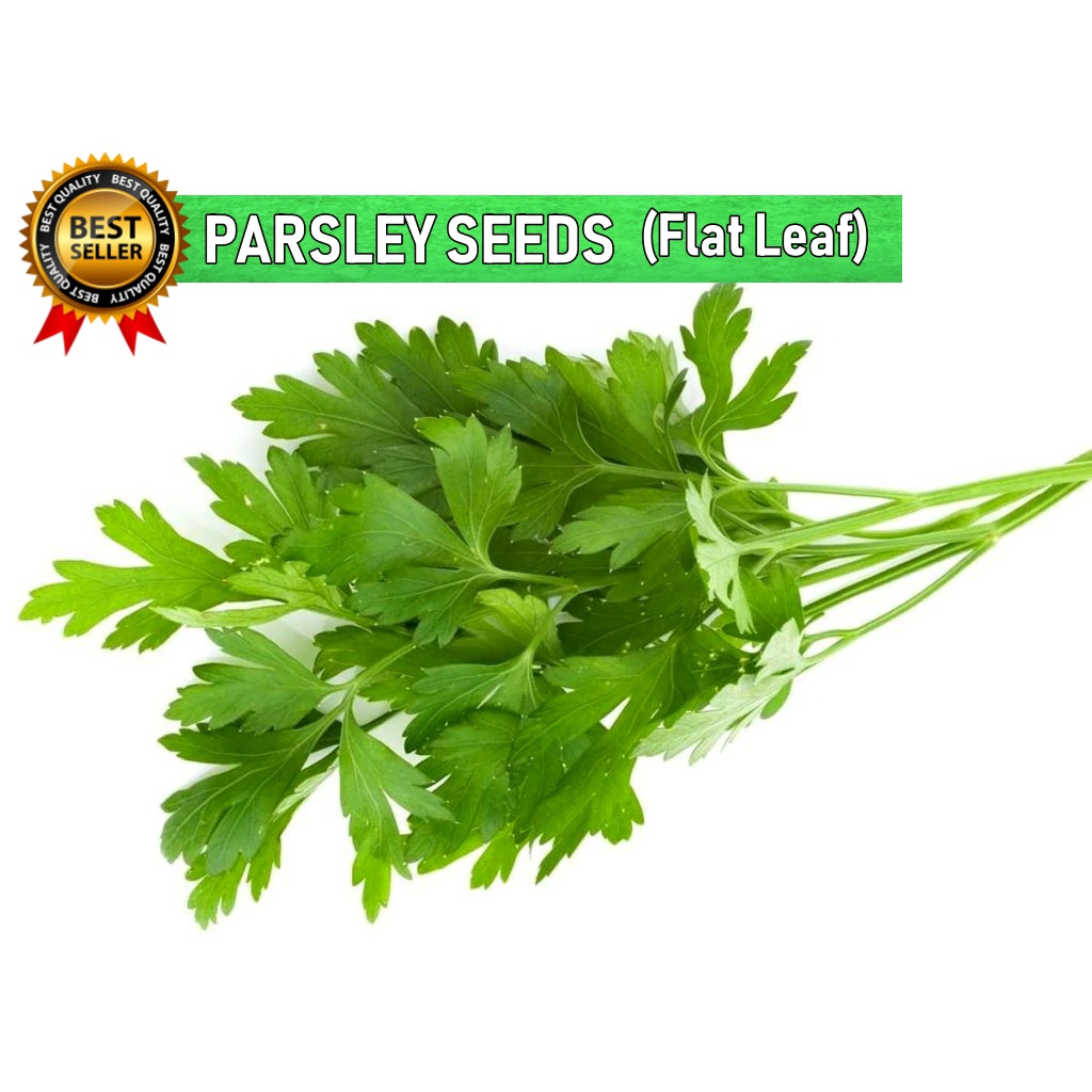 HIGH QUALITY HERB SEEDS (Basil Celery Parsley Kinchay Bunching Onion ...