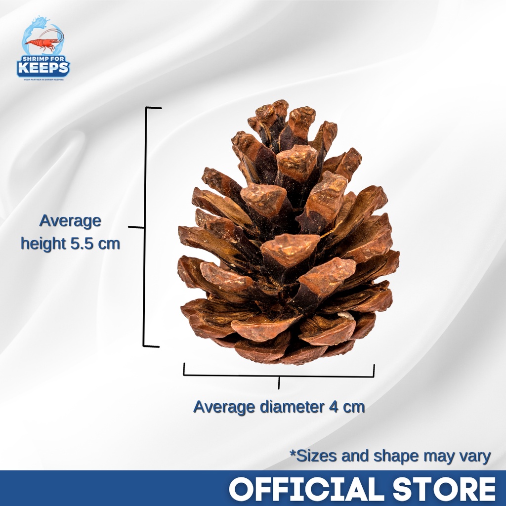 Shrimp Cones hide for Breeding Dwarf Shrimps, Neocaridinas, Caridinas in Freshwater Aquarium ...