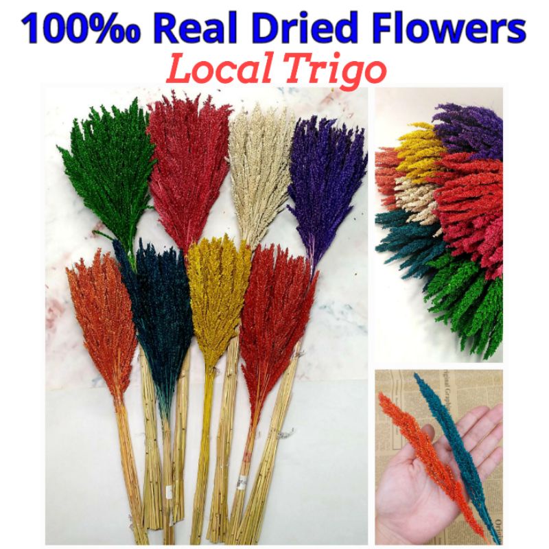 Dried Flower Trigo (Local) BUNDLE for Decoration, Resin Art, DIY, etc ...