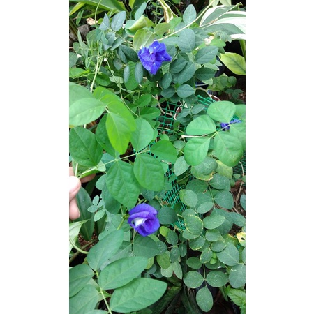 Shop blue ternate for Sale on Shopee Philippines