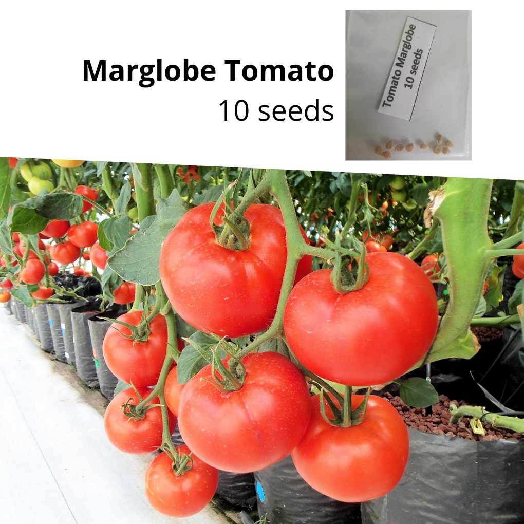 Marglobe Tomato | Rare Seeds | Shopee Philippines