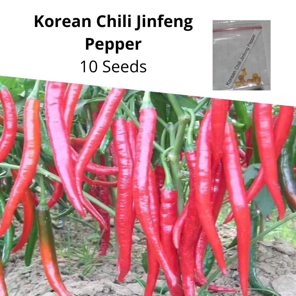Korean Chili Jinfeng Pepper Seeds | Shopee Philippines