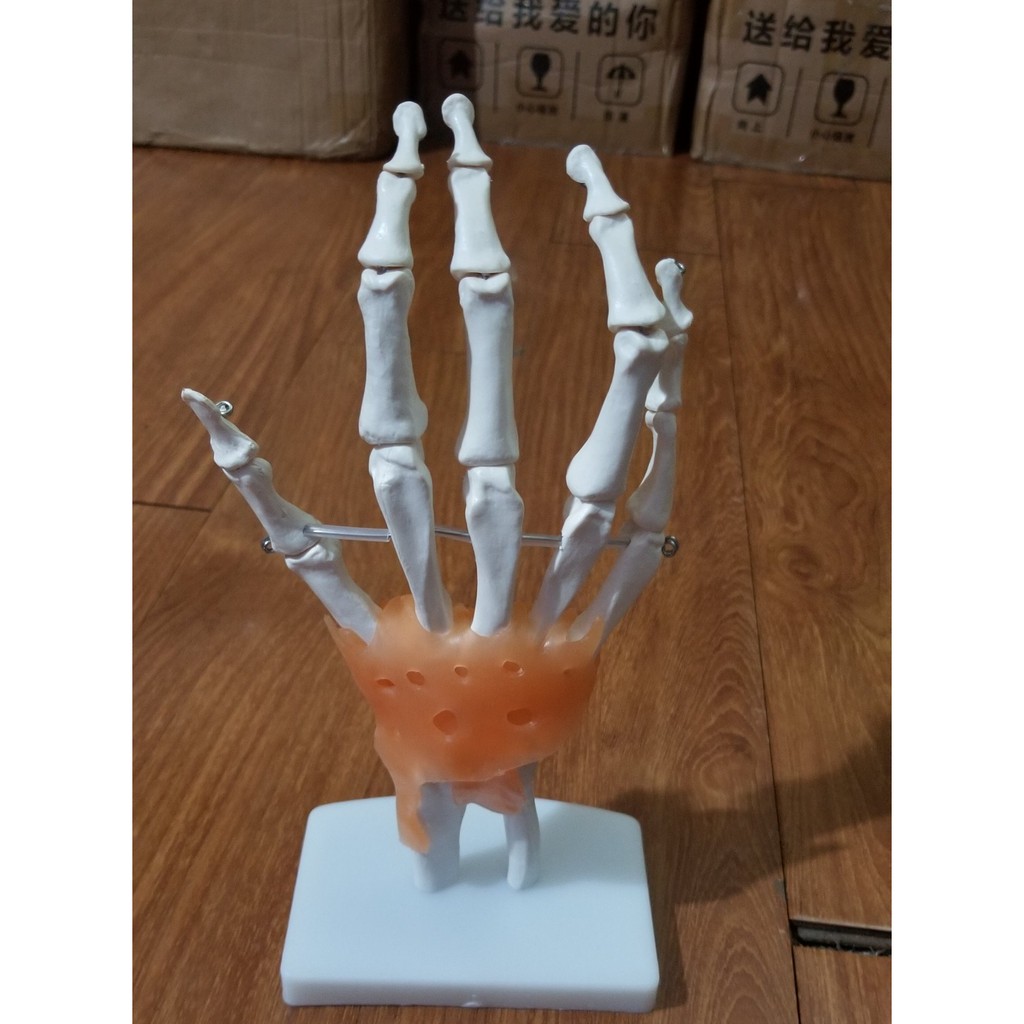 Wrist joint model is here | Shopee Philippines