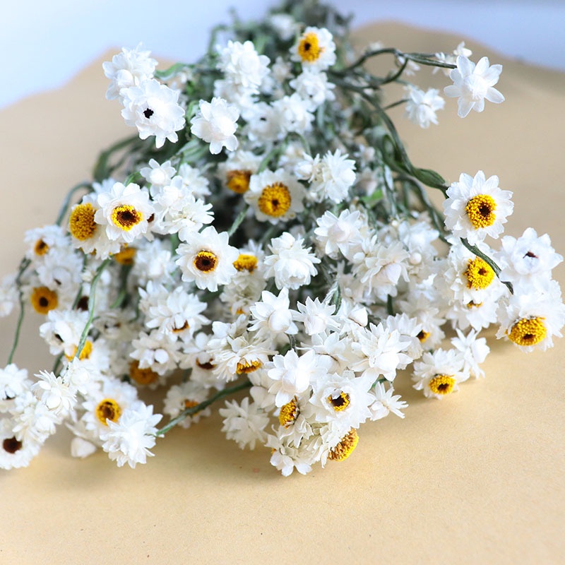 Chrysanthemum Daisy Preserved Flowers Large Bunch Long Stem/Natural ...