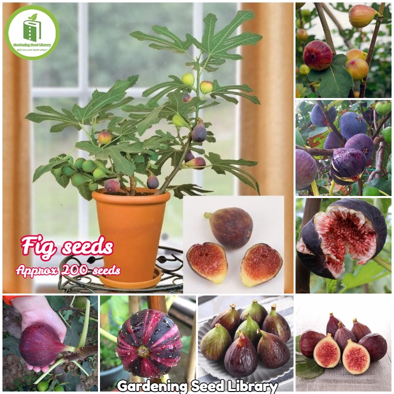 [Fast Germination] High Quality Rare Fig Seeds for Sale - 200pcs Seeds ...