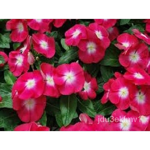 Guaranteed germination rate 40+ Vinca Rose Halo Periwinkle Flower Seeds ...