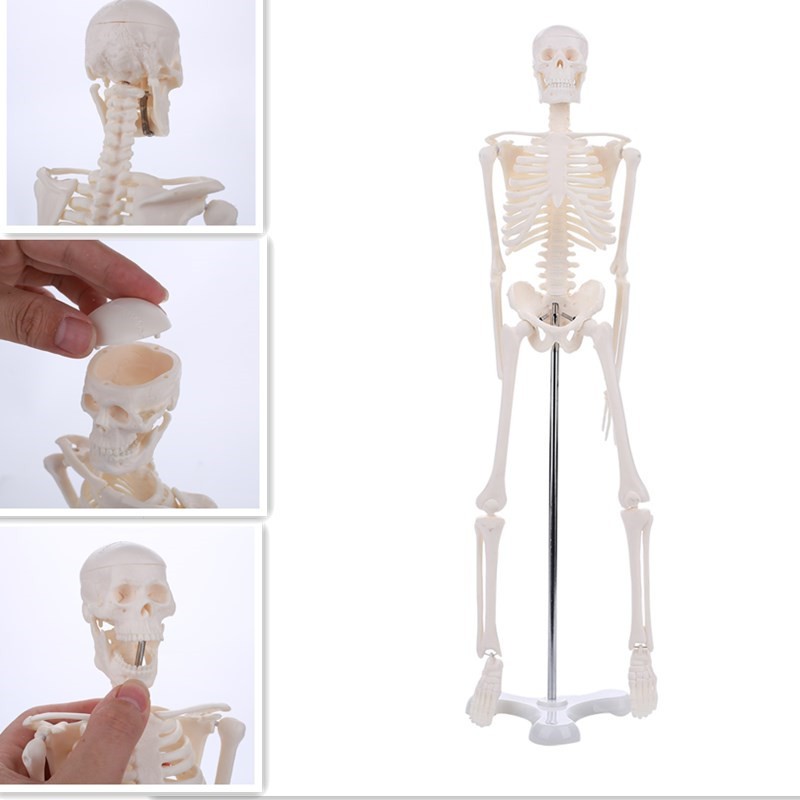 45CM Human Anatomical Anatomy Skeleton Model Wholesale Retail Poster ...
