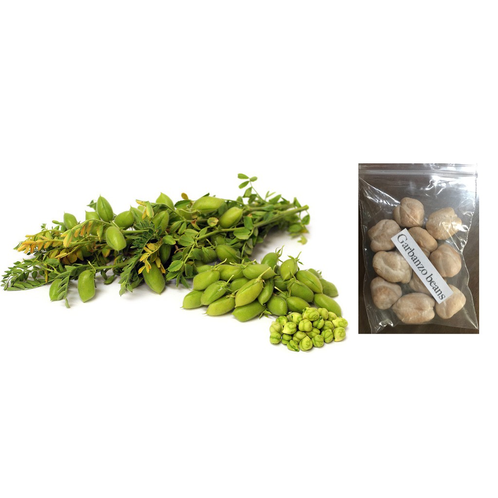 garbanzo bean legume vegetable plant seeds | Shopee Philippines