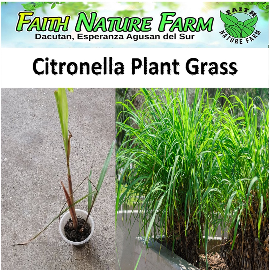 Citronella Plant Grass 2 stalks | Shopee Philippines