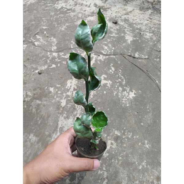 Devils Backbone Plant Curly Variegated | Shopee Philippines