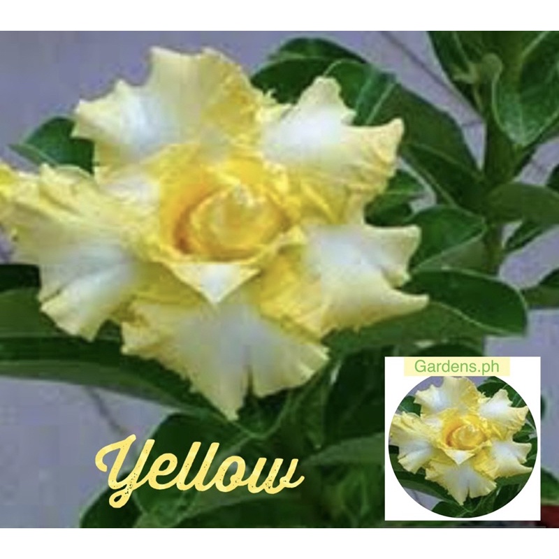 Gardens Dessert Rose Yellow Adenium Flower Seeds High Germination ...